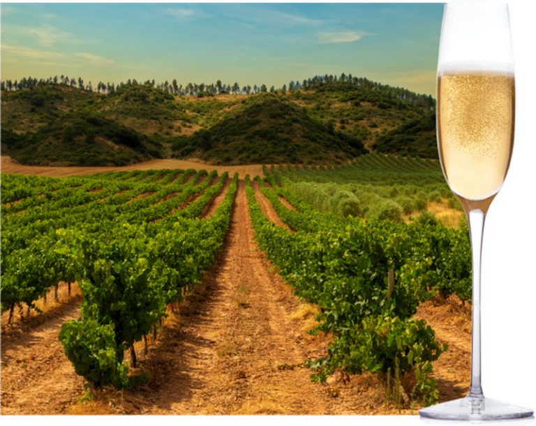 Cava Spanish Sparkling Wine | Jaume Serra Cristalino & Bouquet